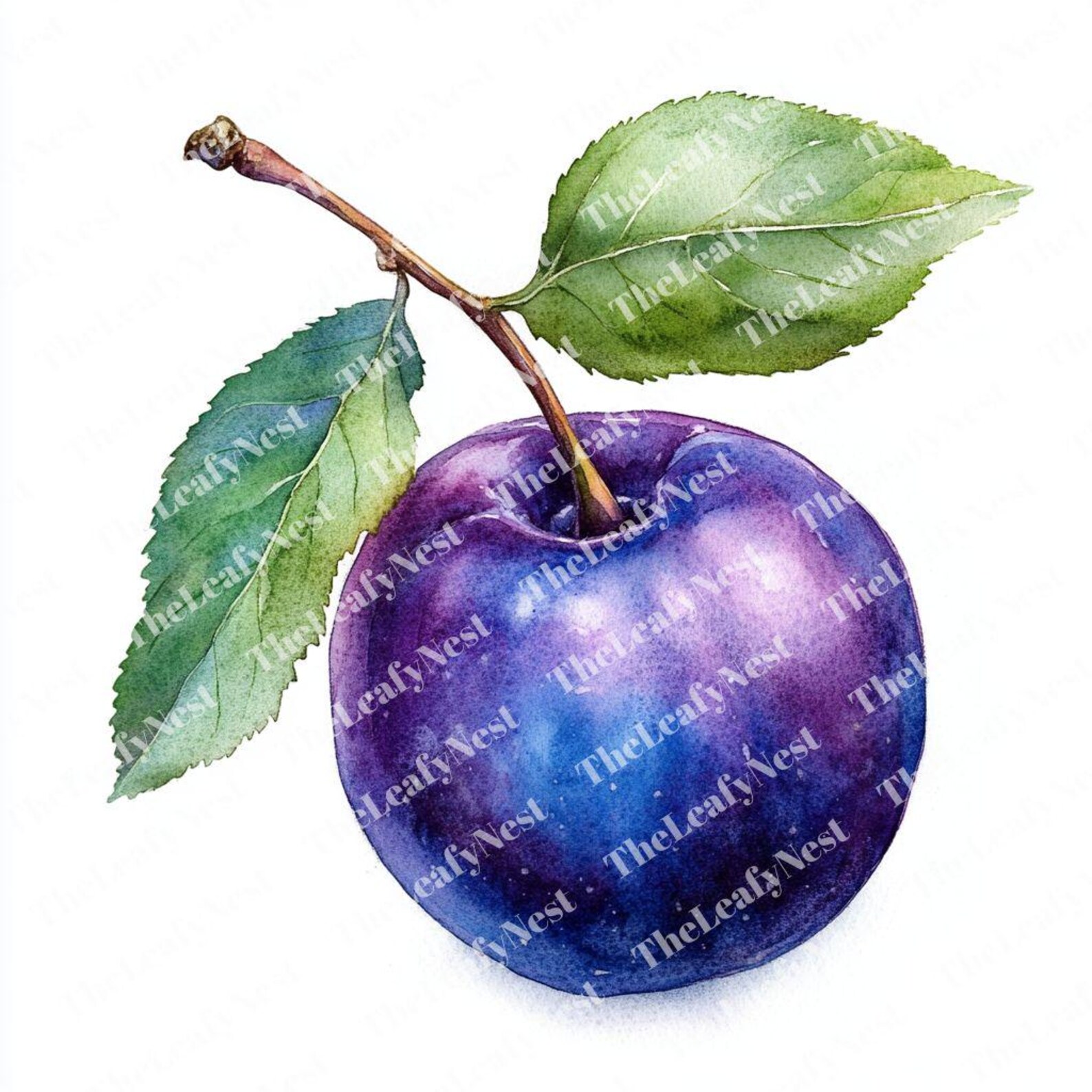 11 Watercolor Plum Clipart, Fruit Clipart, Printable Watercolor Clipart ...