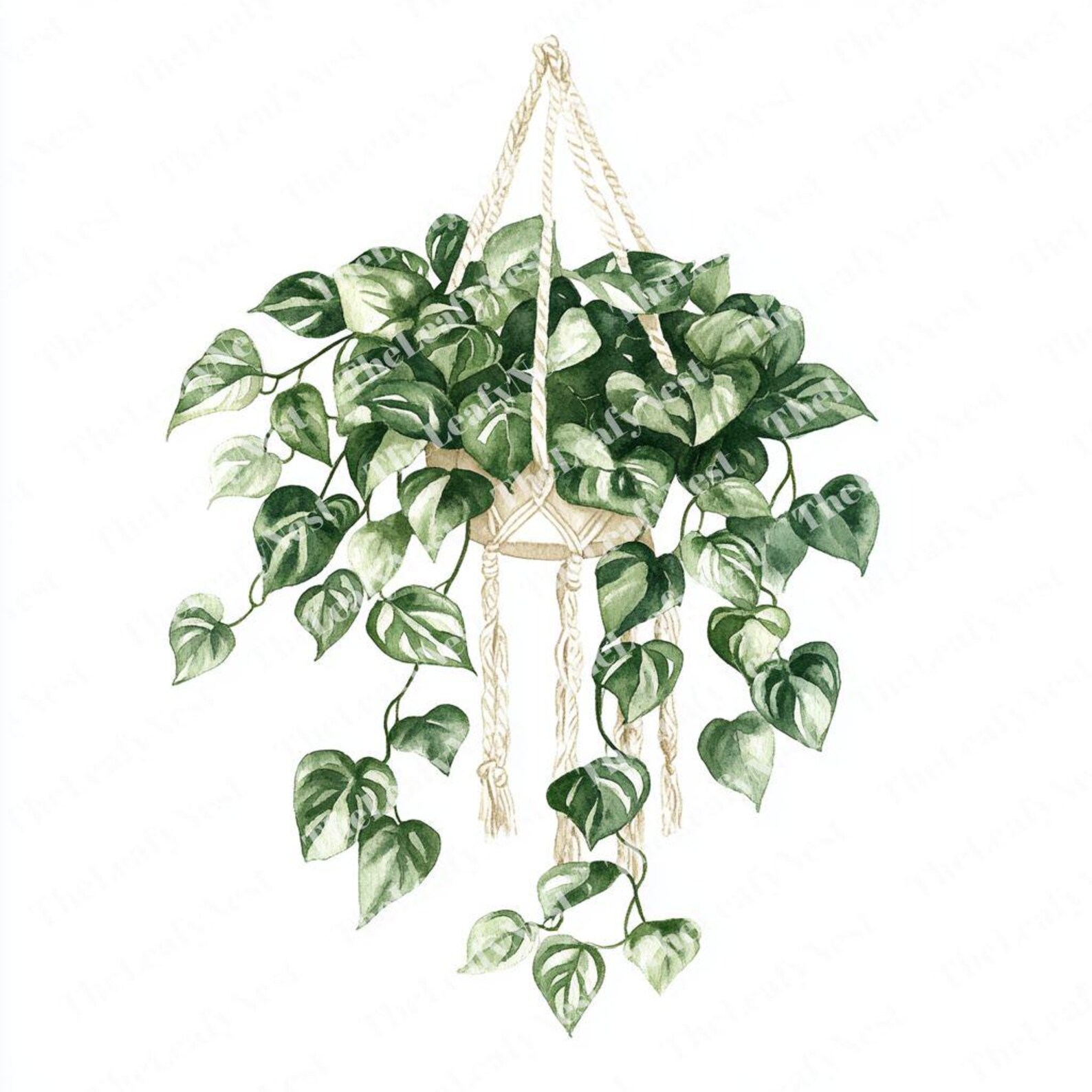 14 Pothos Plant Clipart, Macramé Hanging Plant Clipart, Printable ...