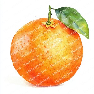 12 Watercolor Orange Clipart, Fruit Clipart, Printable Watercolor ...