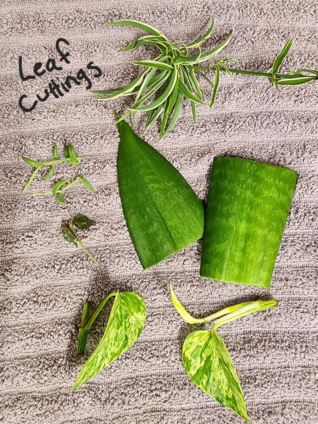 Leaf Cuttings - *this Has a Two Leaf Cutting Minimum* - Etsy