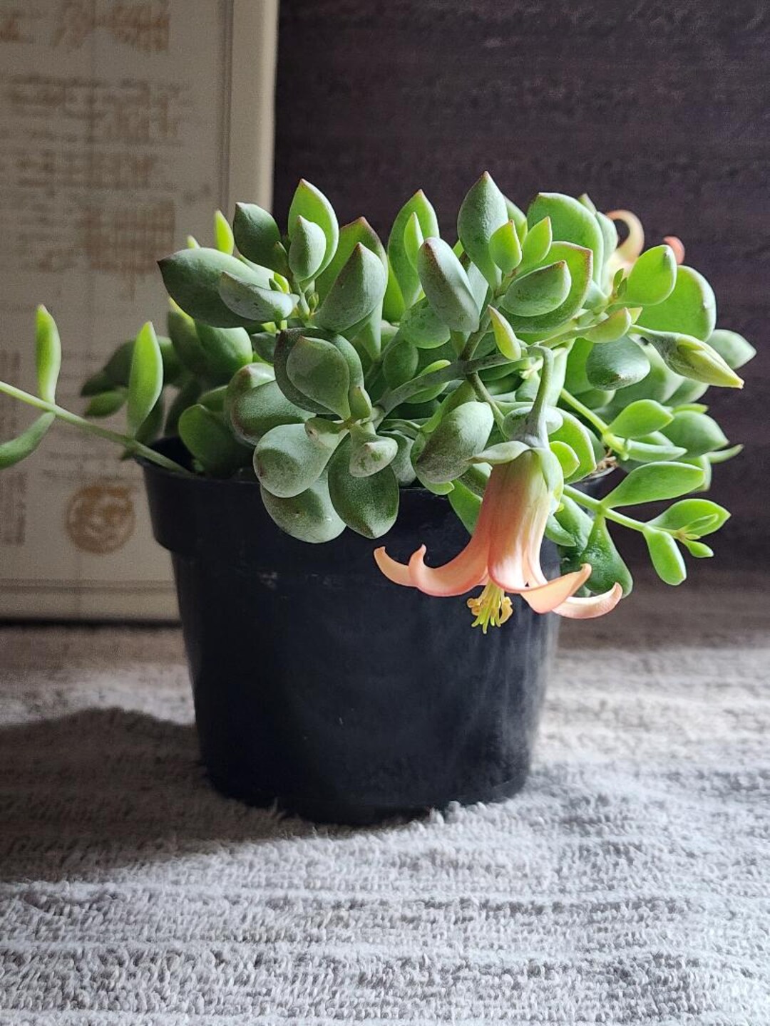 Cliff Plant - Cotyledon Pendens - Well Rooted in a 4" Pot - Etsy
