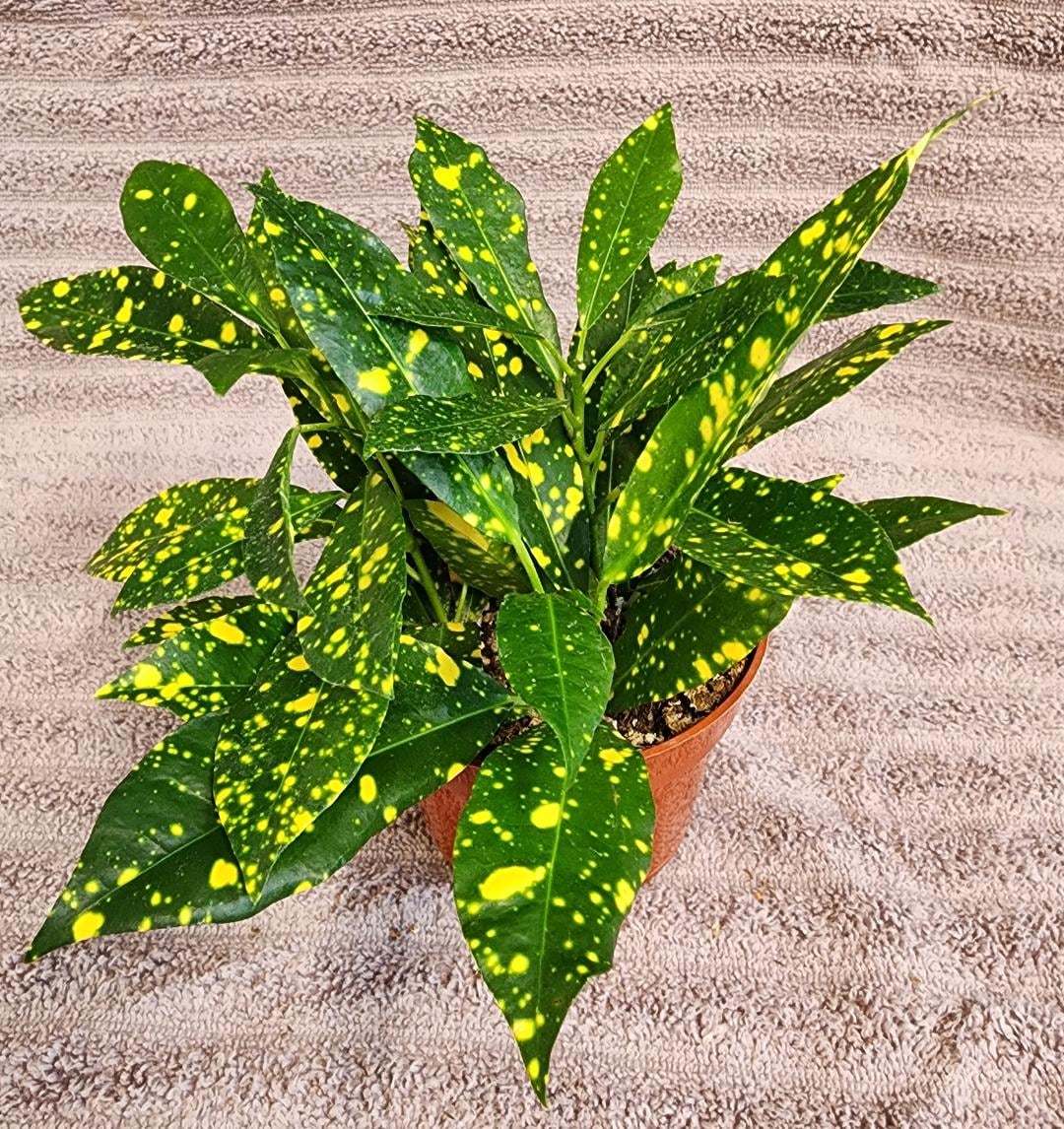 Croton (codiaeum Variegatum) Gold Dust Rooted in 4" Pot - Etsy