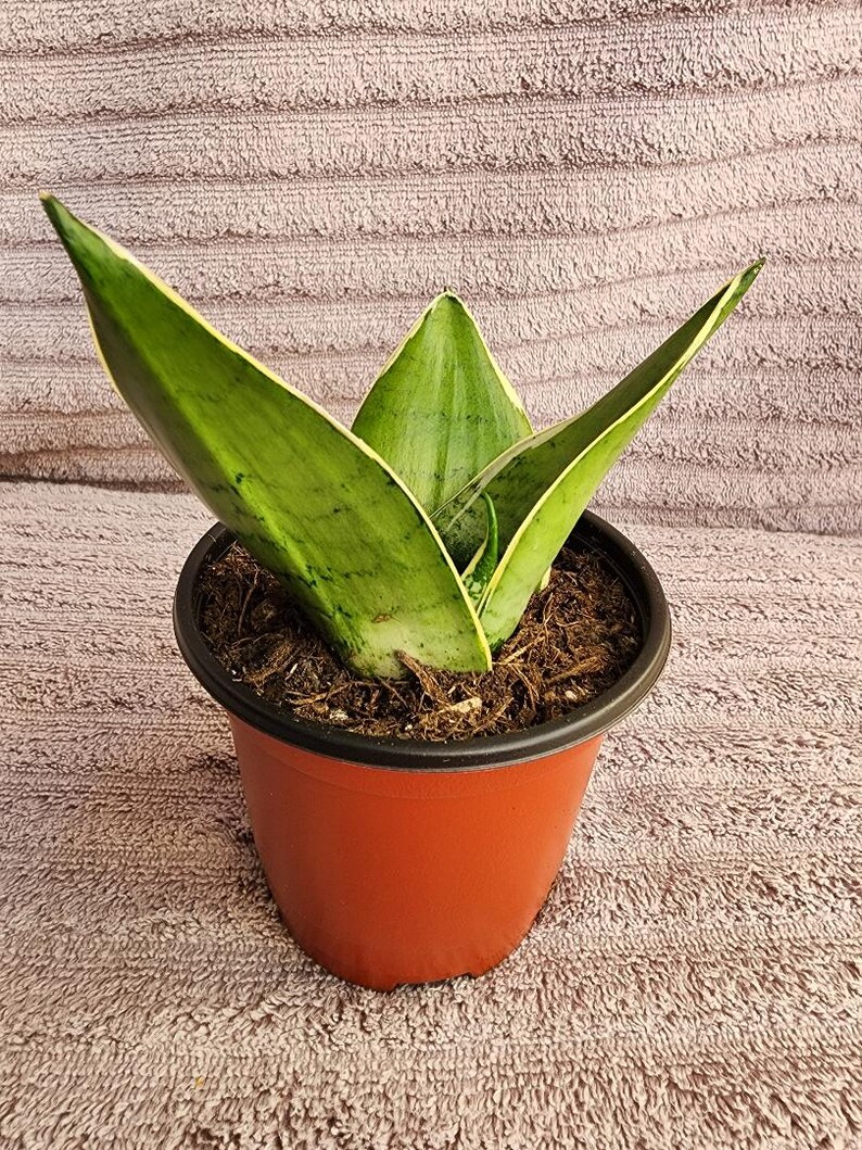 Bird's Nest Snake Plant - "hahnii" Well Rooted in a 4" Pot - Etsy