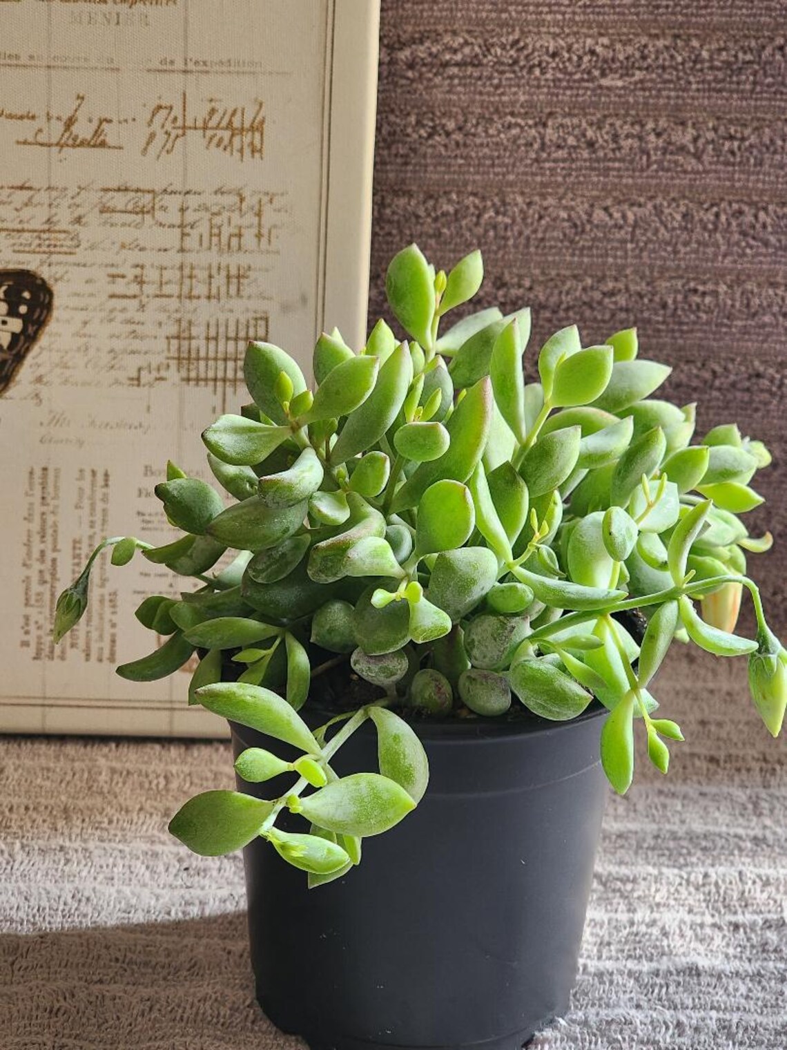 Cliff Plant - Cotyledon Pendens - Well Rooted in a 4" Pot - Etsy