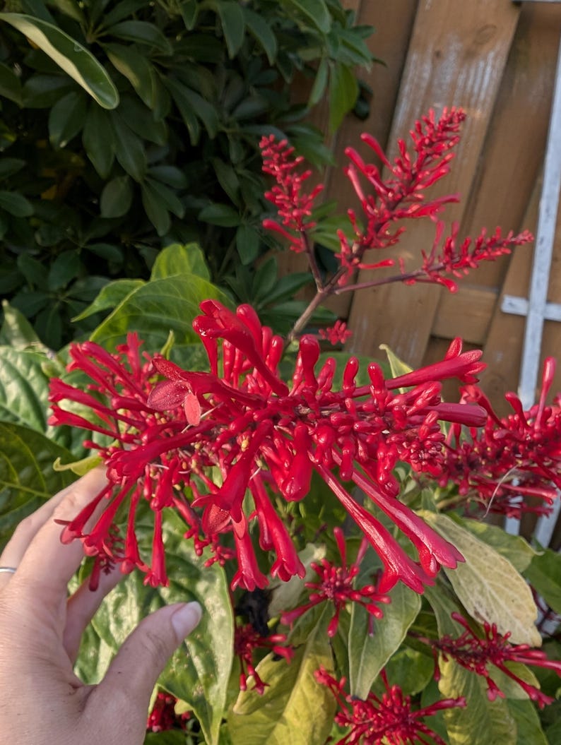 Live Fire Spike Plant: Pollinator-friendly Tropical Shrub (4-inch Pot ...