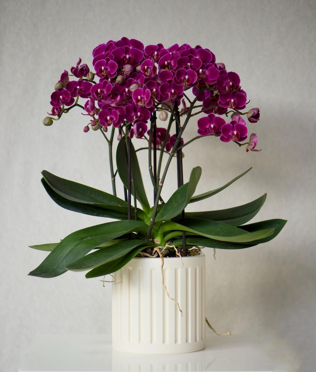 3d-printed Greek Column Plant Pot – Elegantly Designed for Timeless ...