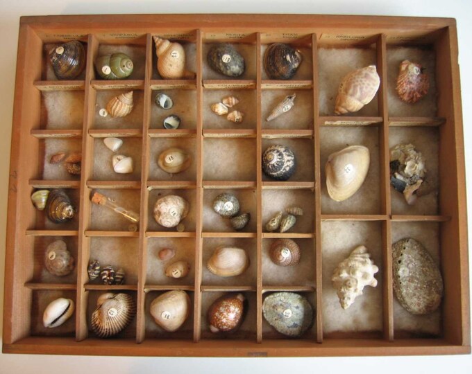 Antique Shell Specimen Boxes- Updated - Etsy