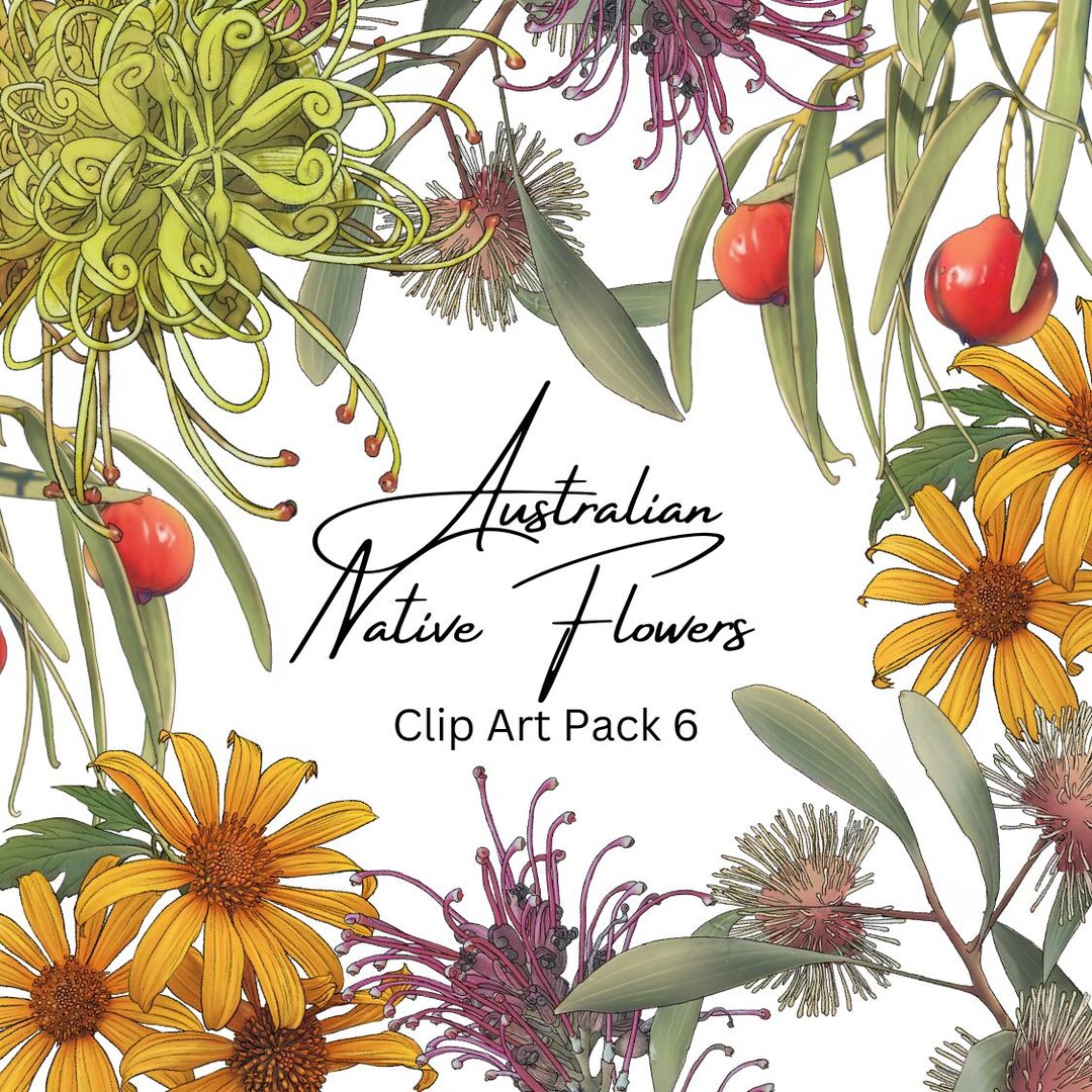 Australian Native Flower Digital Clipart & Print – Grevillia's, Hakea ...