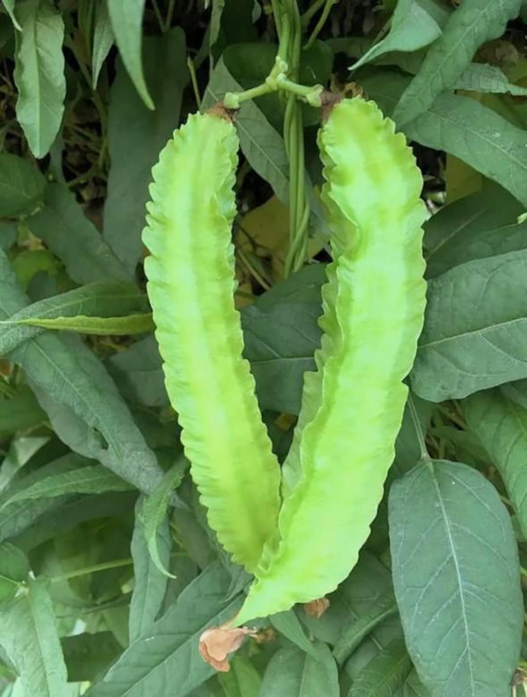 Winged Bean Seeds Dragon Bean Pallang Four Angled Bean Manila Bean Dau ...