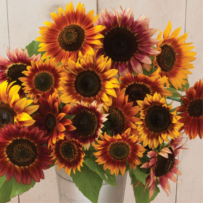 20 Orange Autumn Sunflower Seeds, Rare Colorful Sunflowers for Home and ...