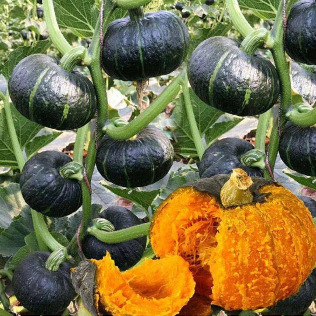 15 Kabocha Squash Seeds, Japanese Green Pumpkin Variety, Heirloom Non ...