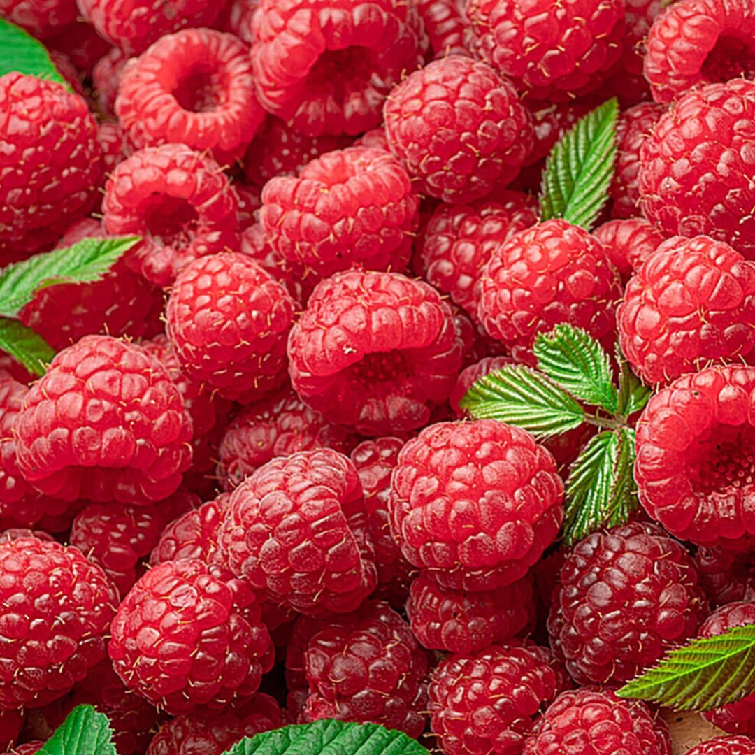 120 Organic Red Raspberry Seeds: Heirloom Berry, Garden & Container ...