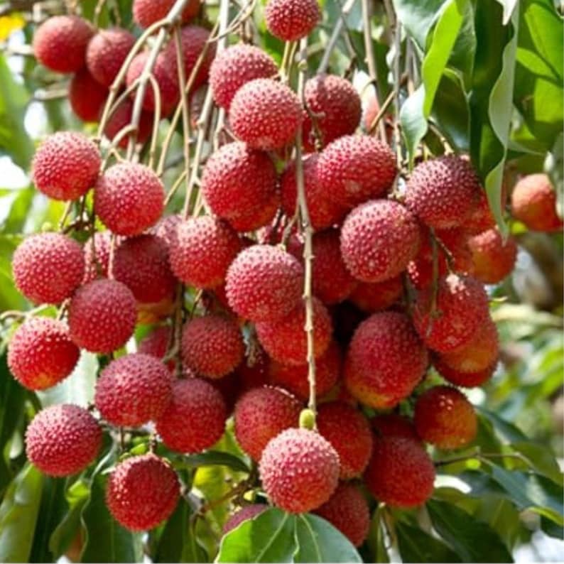 Lychee Tree Seeds: Sweet Tropical Fruit, Home Garden Growing - Etsy