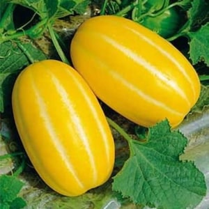 120 Korean Melon Seeds, Sweet Yellow Fruit, Oriental Melon, Exotic ...