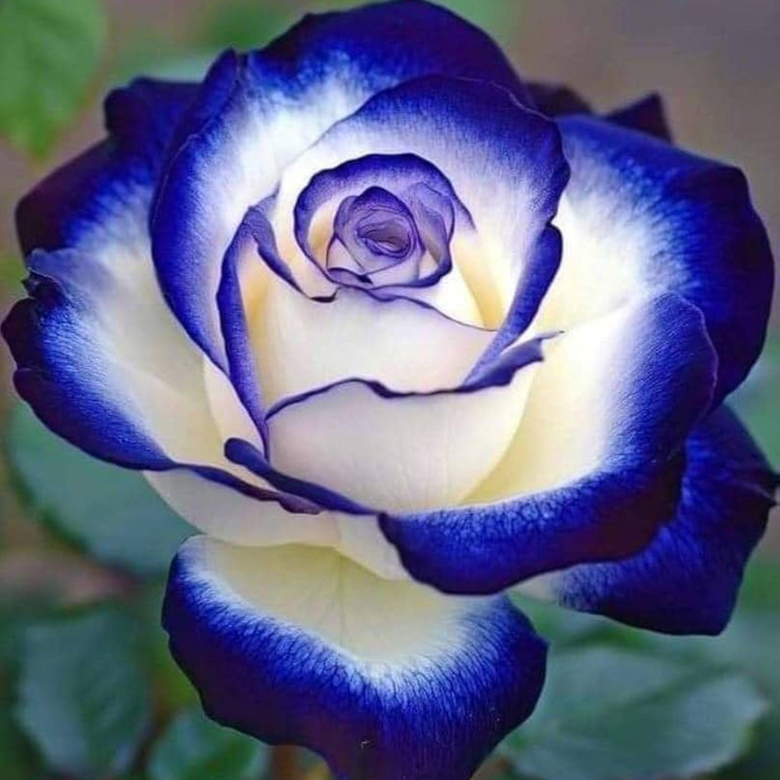 Ruby Green Twin Rose Seeds: Rare Bi-color Perennial Bloom - Etsy