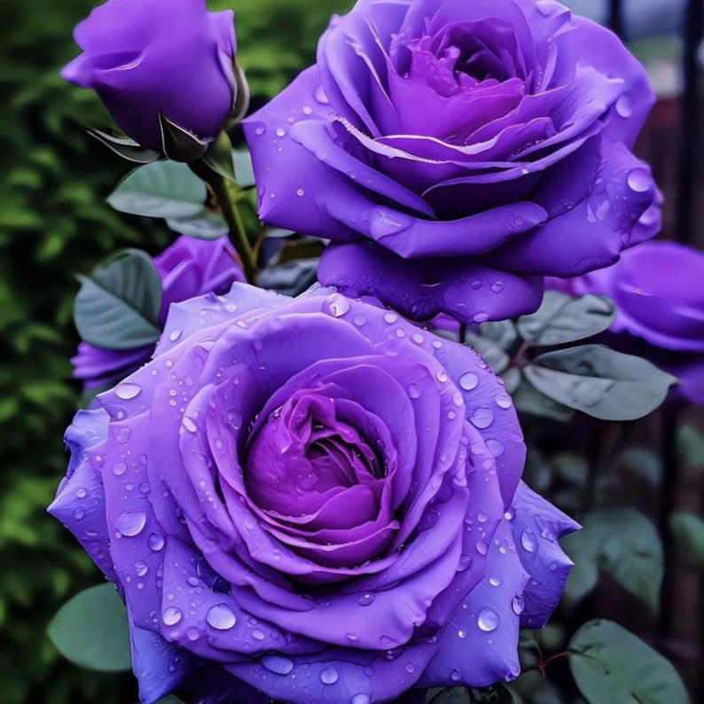 20 Rare Purple Rose Seeds: Fragrant Lavender Blooms, Perennial Shrub - Etsy