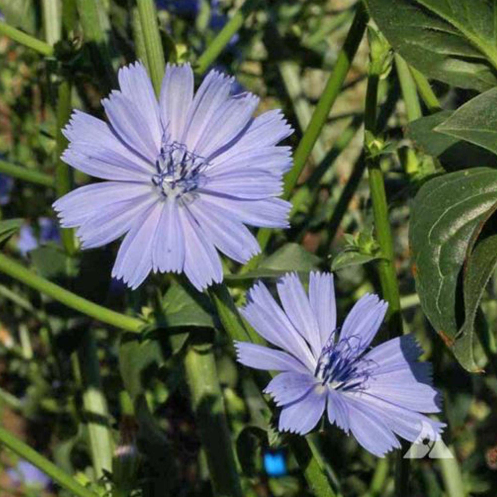 100 Chicory Seeds, Purple Perennial Wildflower, Edible Roots and Coffee ...