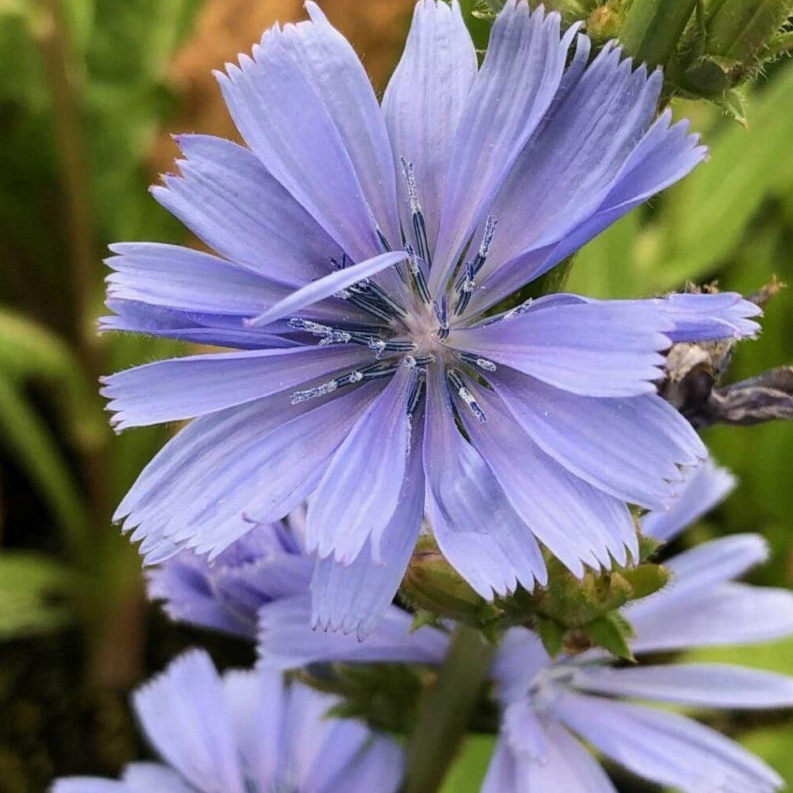 100 Chicory Seeds, Purple Perennial Wildflower, Edible Roots and Coffee ...