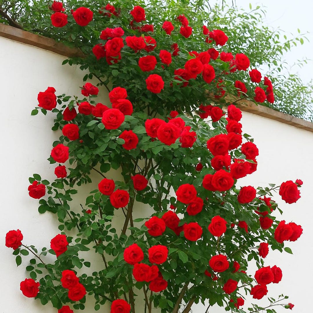 Red Climbing Rose Seeds: Fragrant Heirloom Vine - 20 Non-gmo Seeds - Etsy