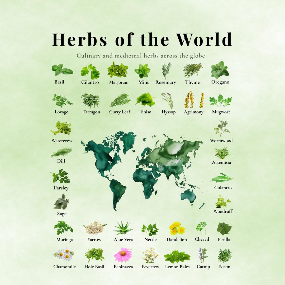 Herbs of the World Poster: Culinary & Medicinal Chart (digital Download ...