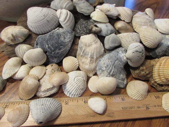 Assorted Sea Shell Mix Beach Seashell Sea Shells Wedding | Etsy