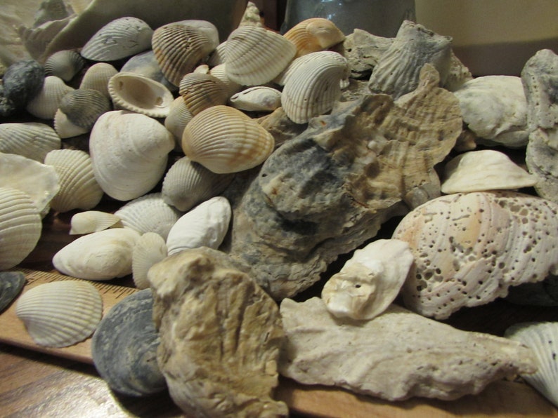 Assorted Sea Shell Mix Beach Seashell Sea Shells Wedding - Etsy