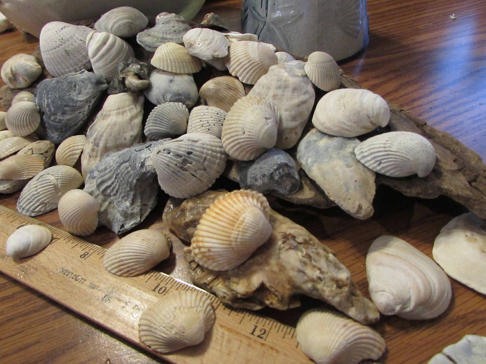 Assorted Sea Shell Mix Beach Seashell Sea Shells Wedding - Etsy