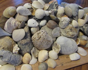 Assorted Sea Shell Mix Beach Seashell Sea Shells Wedding | Etsy