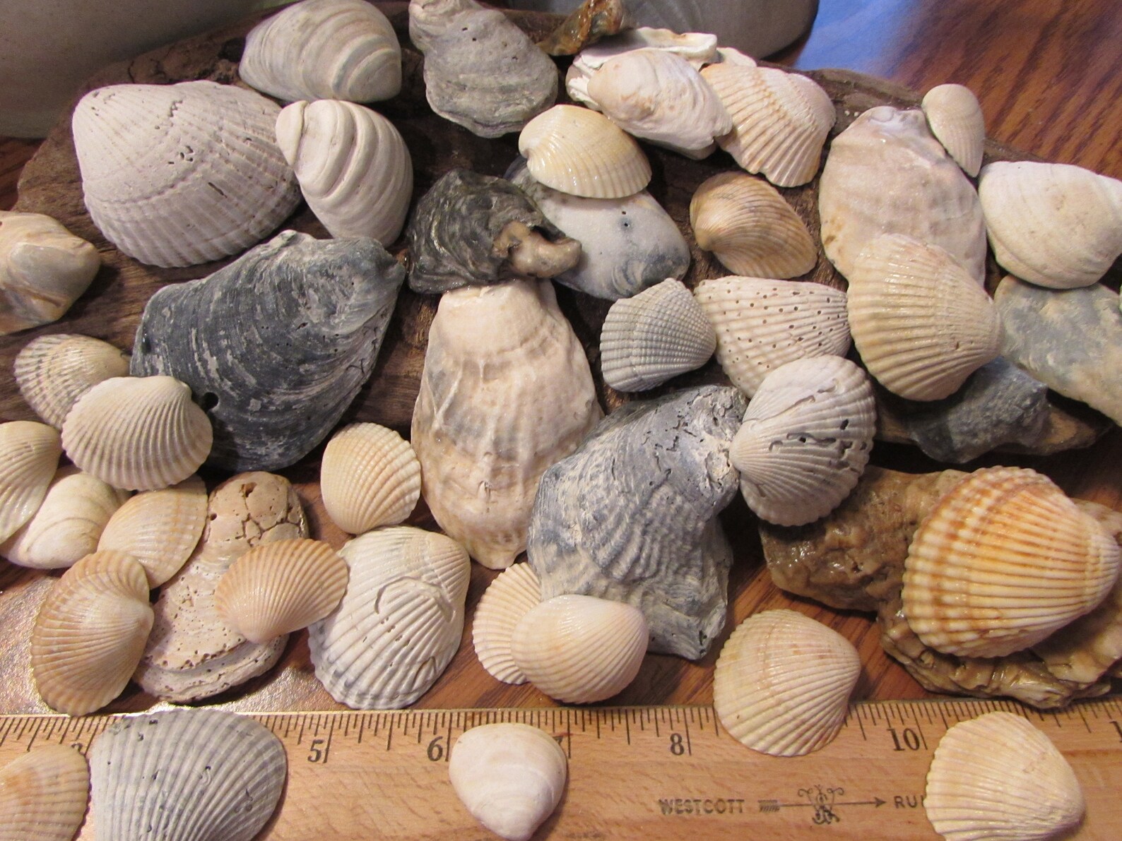 Assorted Sea Shell Mix Beach Seashell Sea Shells Wedding - Etsy