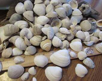 Assorted Sea Shell Mix Beach Seashell Sea Shells Wedding | Etsy