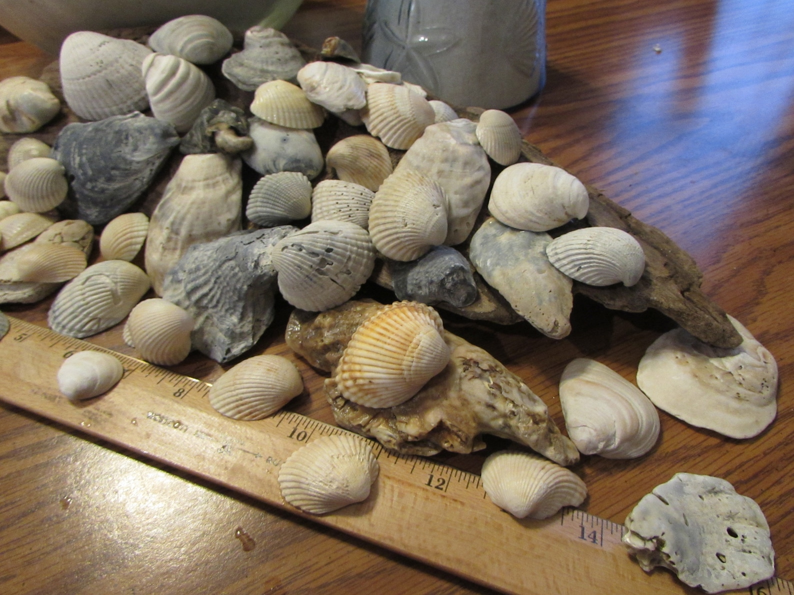 Assorted Sea Shell Mix Beach Seashell Sea Shells Wedding - Etsy