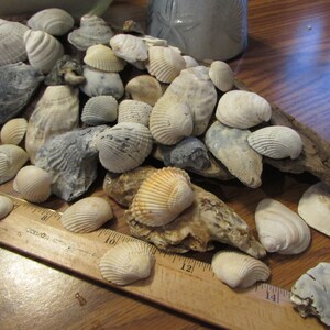 Assorted Sea Shell Mix Beach Seashell Sea Shells Wedding Mermaid Lot 15 ...