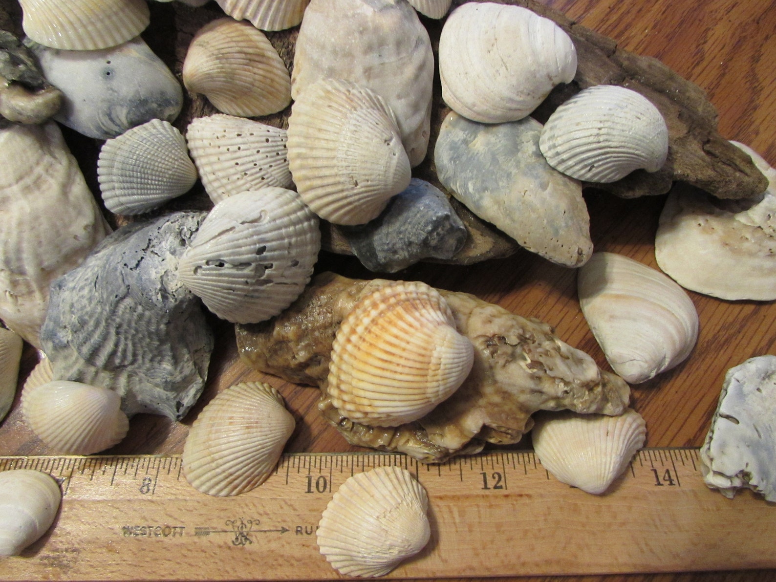 Assorted Sea Shell Mix Beach Seashell Sea Shells Wedding - Etsy