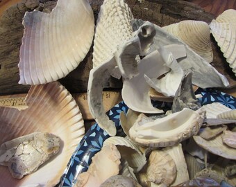 Assorted Sea Shell Mix Beach Seashell Sea Shells Wedding | Etsy