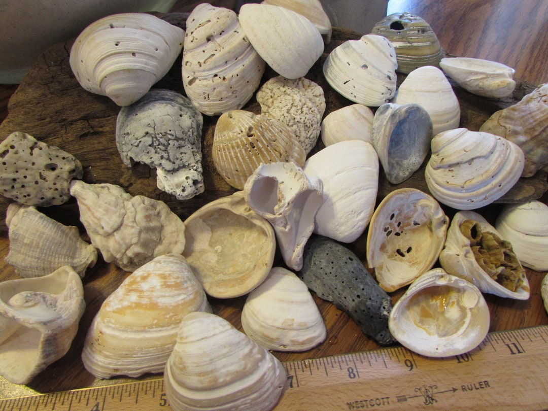 Assorted Sea Shell Mix Beach Seashell Sea Shells Wedding Mermaid Lot 10 ...