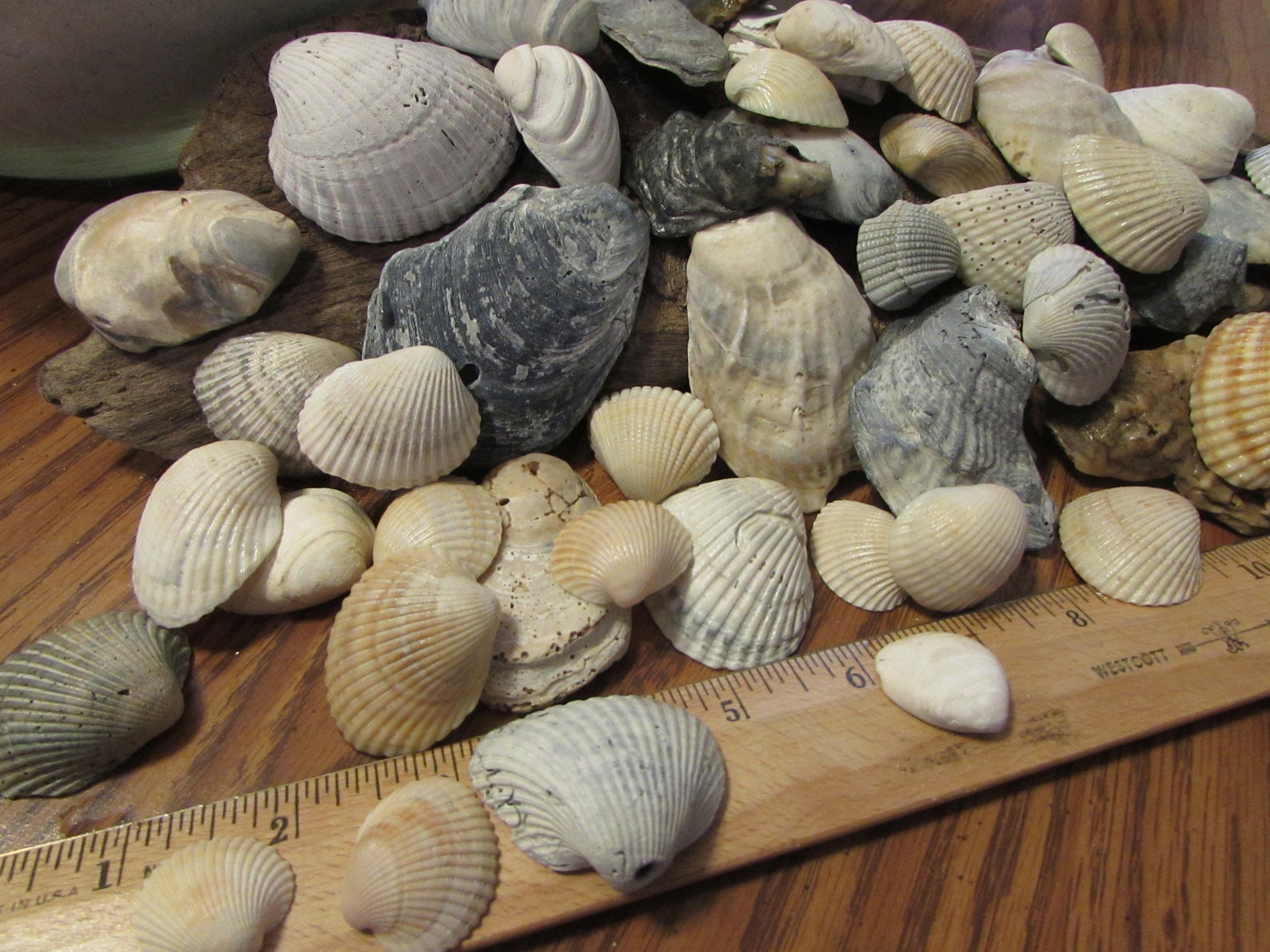Assorted Sea Shell Mix Beach Seashell Sea Shells Wedding - Etsy