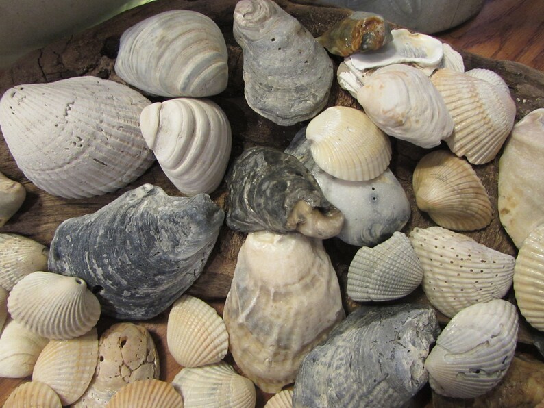 Assorted Sea Shell Mix Beach Seashell Sea Shells Wedding - Etsy