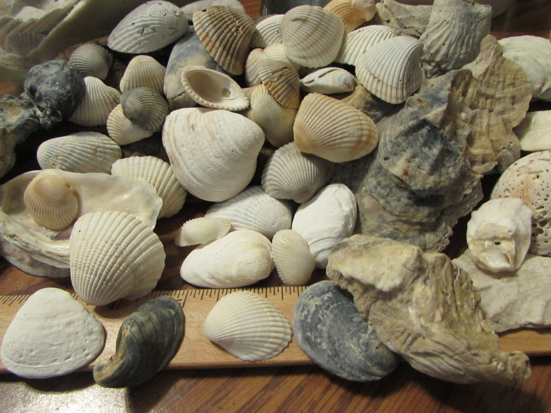 Assorted Sea Shell Mix Beach Seashell Sea Shells Wedding Mermaid Lot 16 ...