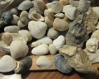 Assorted Sea Shell Mix Beach Seashell Sea Shells Wedding | Etsy