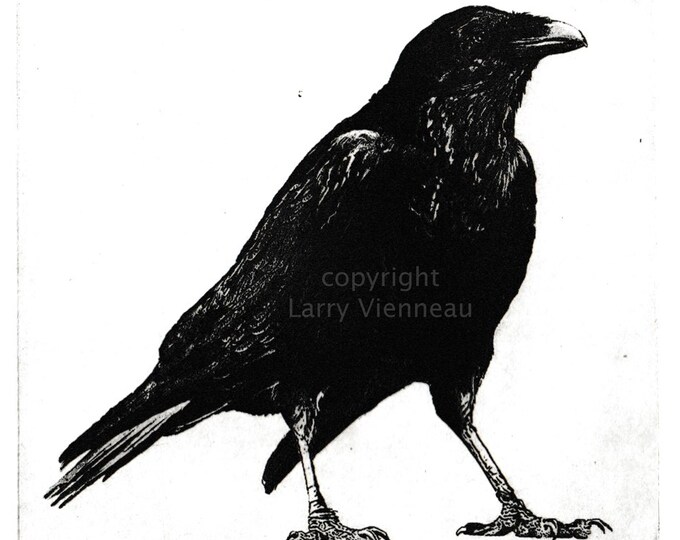 Raven Artwork , Raven, Crow, Etching, Hrafn. Raven Portrait, Unique ...