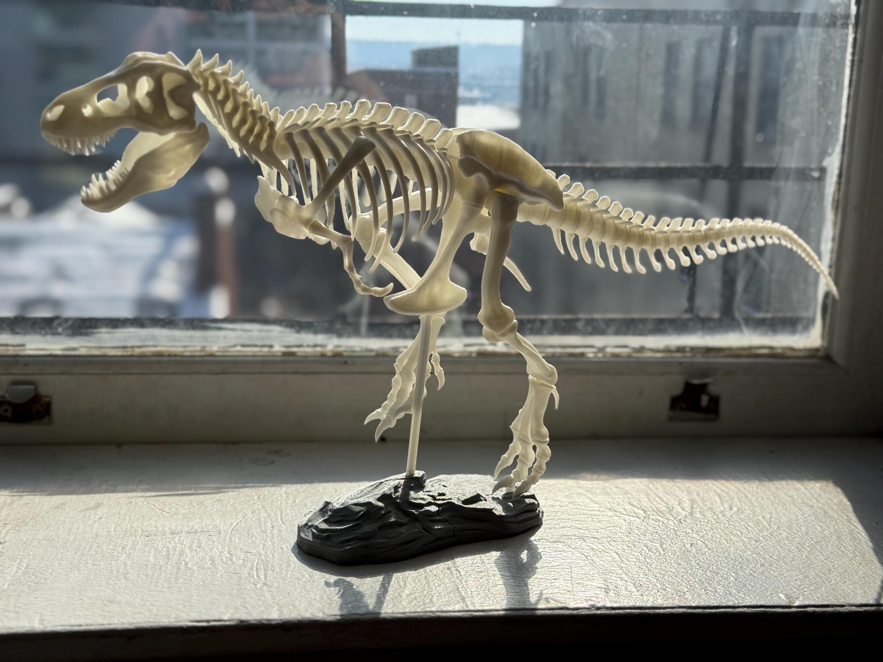 T-rex Skeleton Model - Etsy
