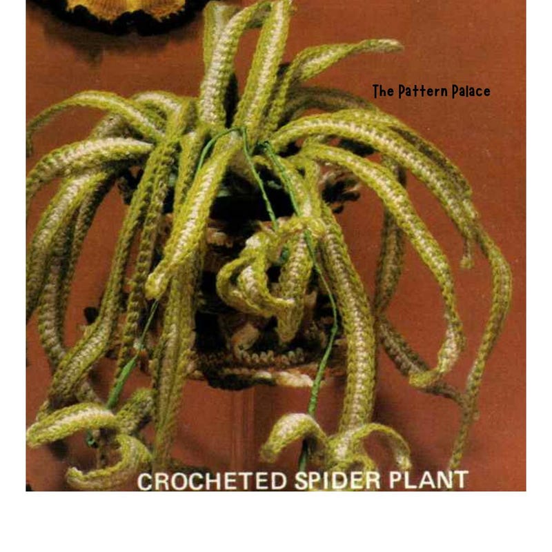 Spider Plant - Etsy UK