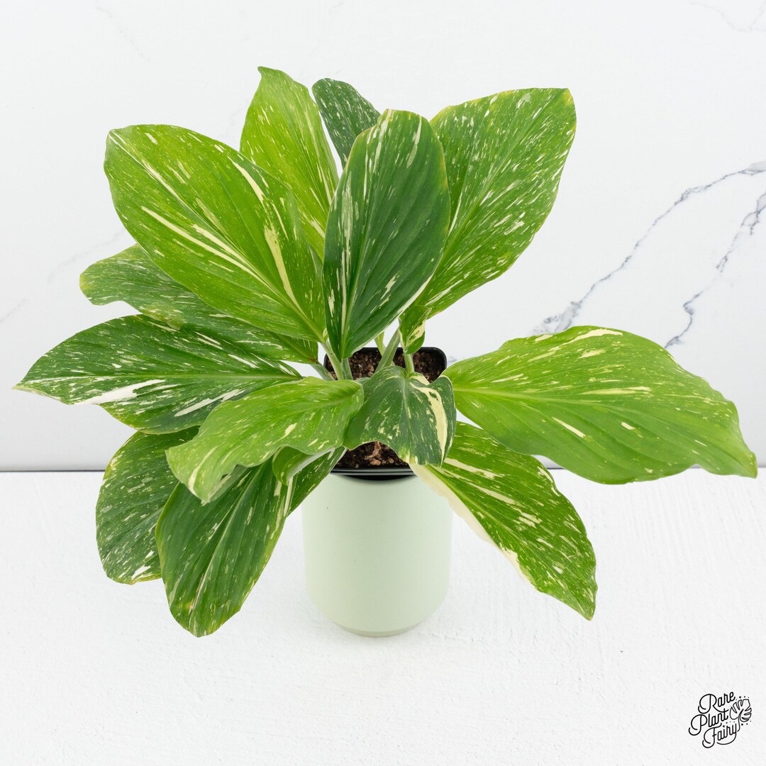 Kaempferia Sp. 'zebra' Variegated Ginger *grower's Choice* - Etsy