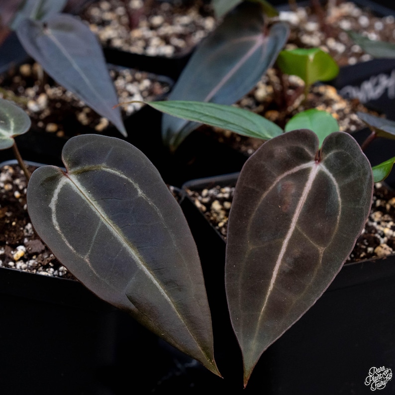 Anthurium Red Velvet Cake '24' X Red Velvet Cake '24' by Docblock ...