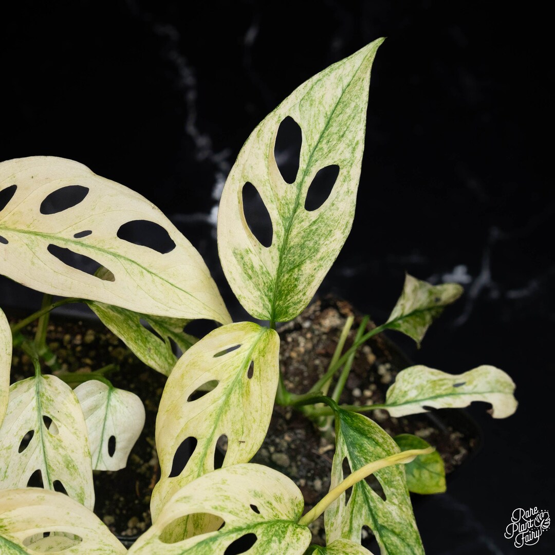 Monstera Adansonii Sp. Laniata 'double Windows' Mint Variegated *grower ...