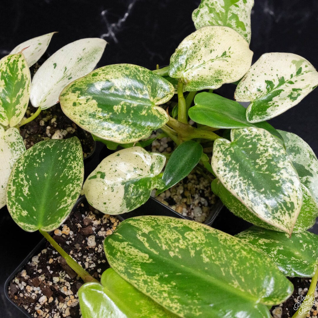 Philodendron Ilsemanii kunzo Lineage grower's Choice - Etsy