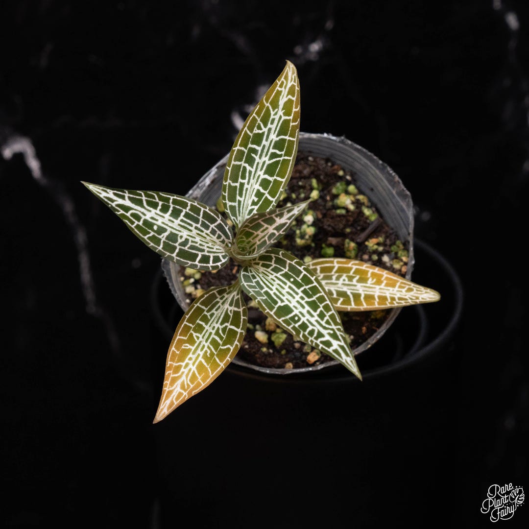 Goodyera Hispida Jewel Orchid *grower's Choice* - Etsy