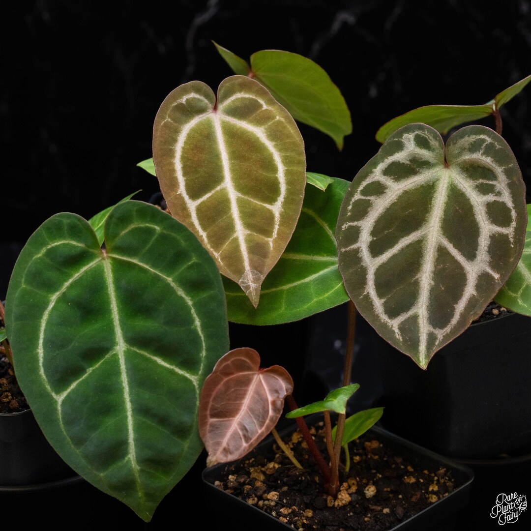 Anthurium Magnificum Dark '49' X Zara '29' by Docblock® grower's Choice ...