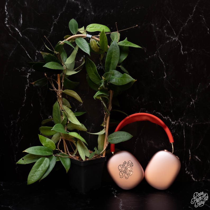 Hoya Patella Pink *grower's Choice* - Etsy