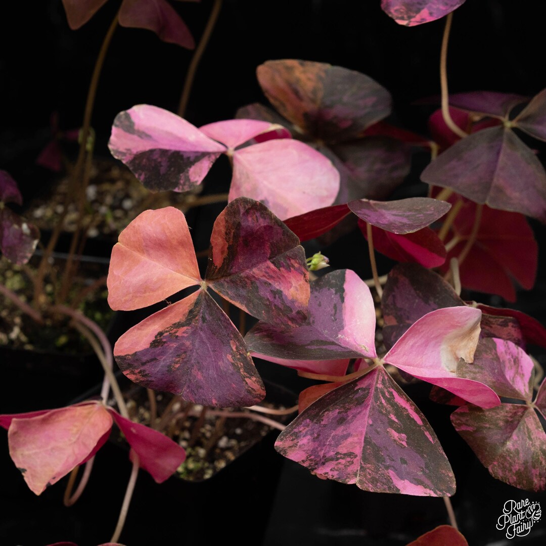 Oxalis Triangularis Varigated *grower's Choice* - Etsy